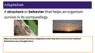 Animal Adaptations | PPTX | Birds | Pets