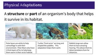Animal Adaptations | PPTX | Birds | Pets