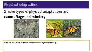 Animal Adaptations | PPTX | Birds | Pets