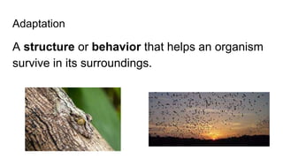 4.5 ecosystems notes | PPT