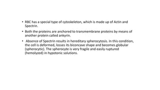 Physiology of Blood | PPTX