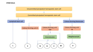 Physiology of Blood | PPTX