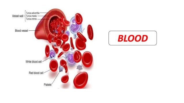Physiology of Blood