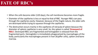 Physiology of Blood | PPT