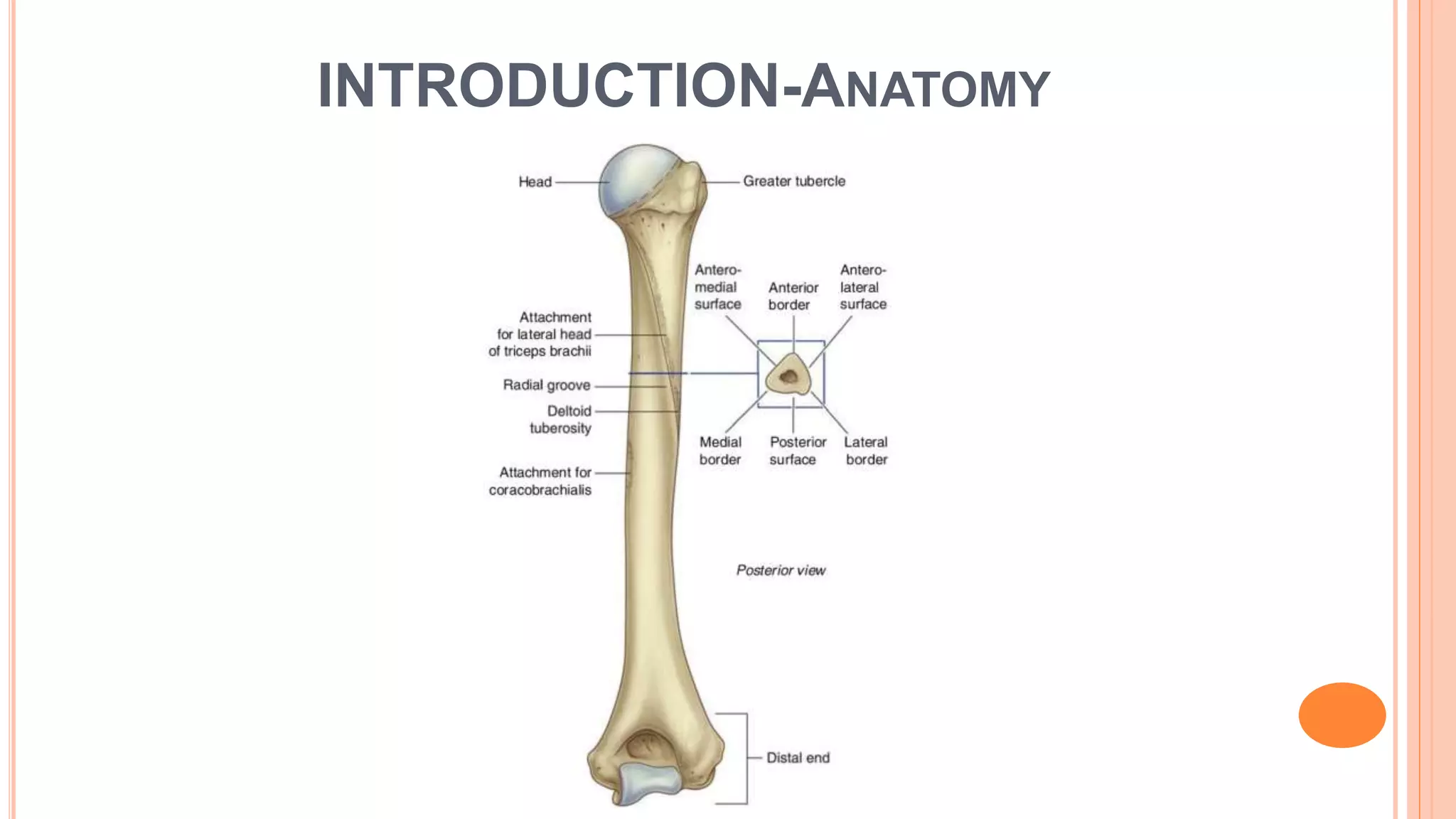 Shaft of humerus fracture | PPTX