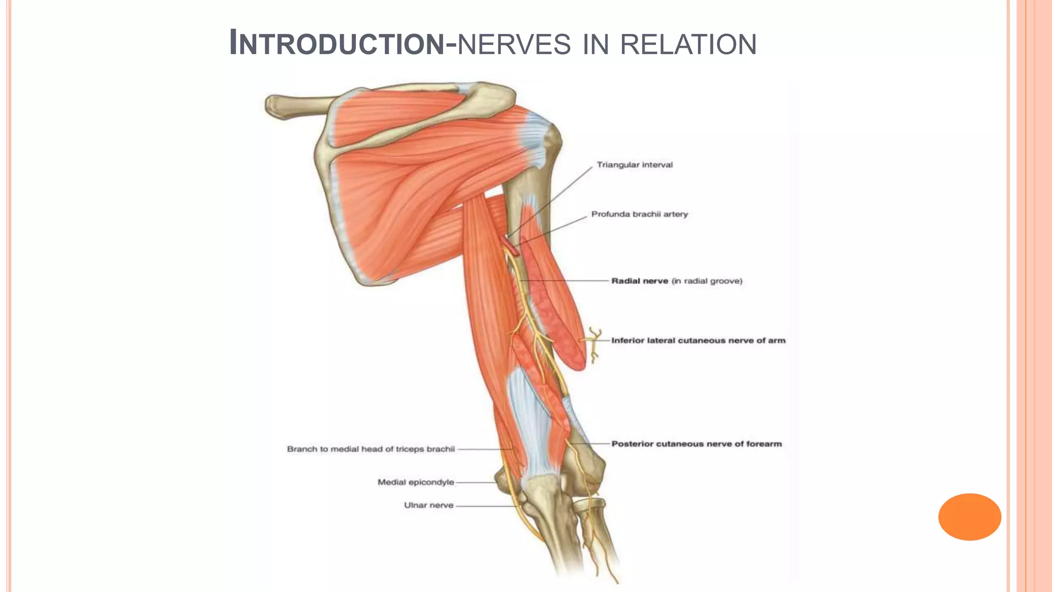 Shaft of humerus fracture | PPTX