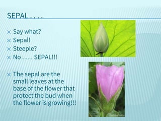 4.4 plant parts powerpoint | PPT