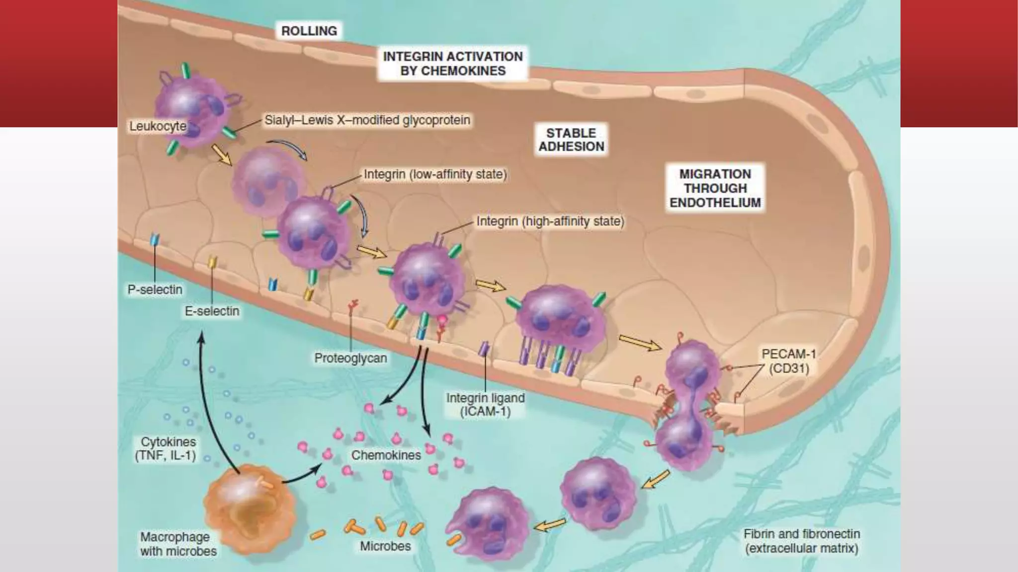 Basic Features of Inflammation and Repair | PPT
