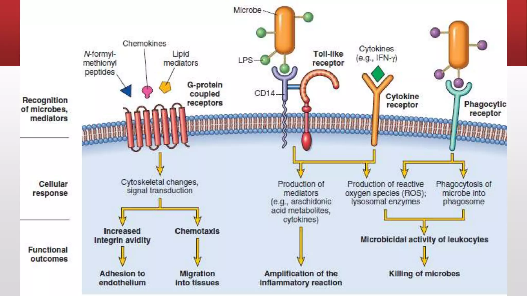 Basic Features of Inflammation and Repair | PPTX