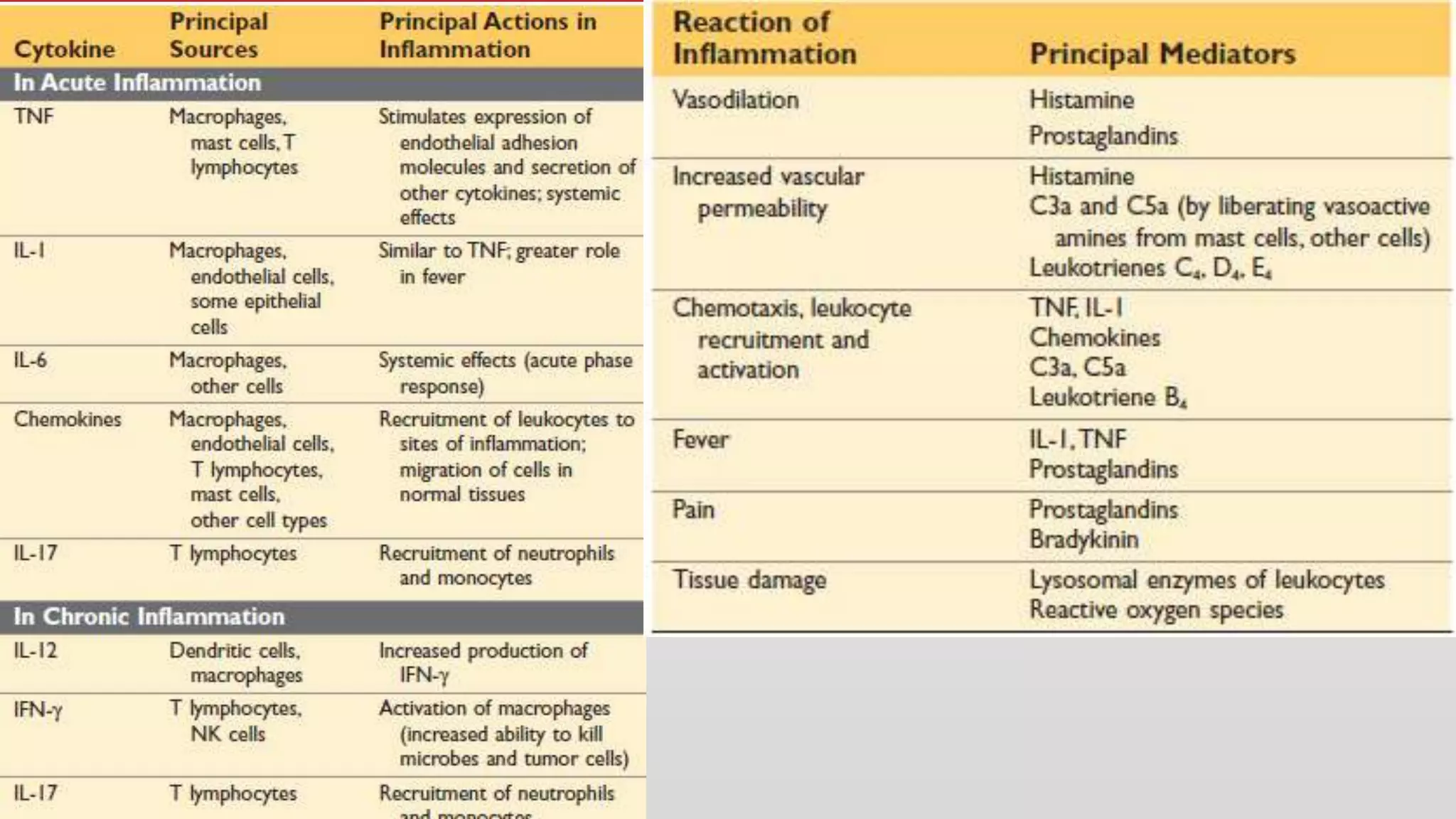 Basic Features of Inflammation and Repair | PPT