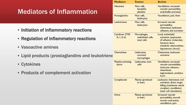 Basic Features of Inflammation and Repair | PPT
