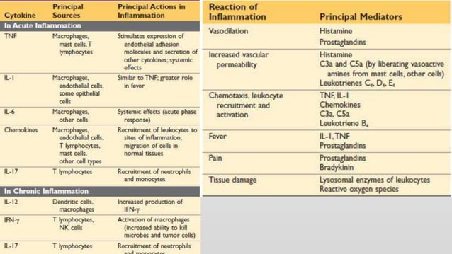 Basic Features of Inflammation and Repair | PPT