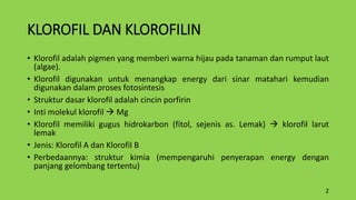 4. Klorofil | PPTX
