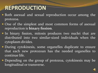 Animal like protist the protozoa | PPTX