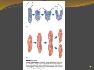 Animal like protist the protozoa | PPTX