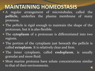 Animal like protist the protozoa | PPTX