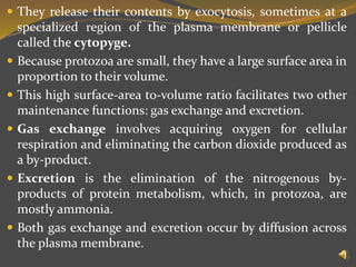 Animal like protist the protozoa | PPTX