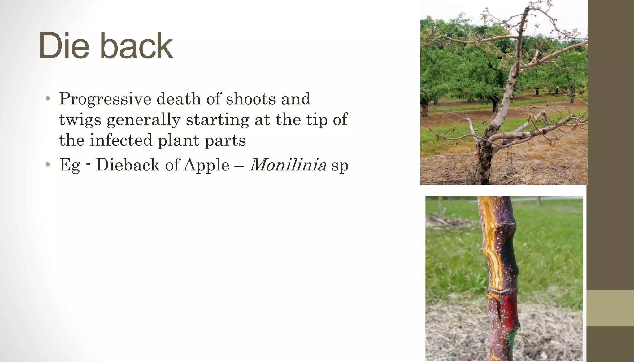 General symptoms of fungal diseases | PPTX