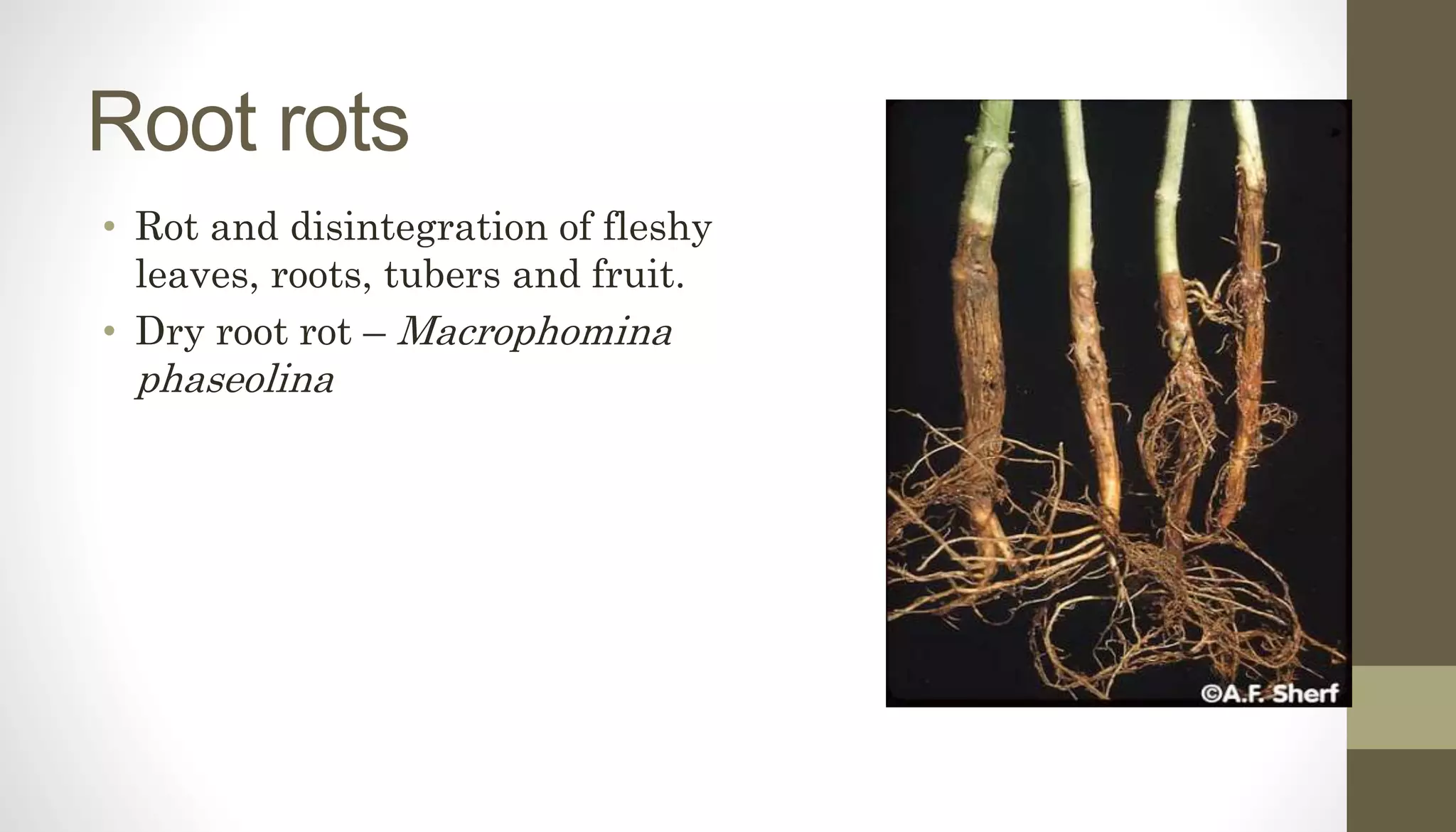 General symptoms of fungal diseases | PPTX