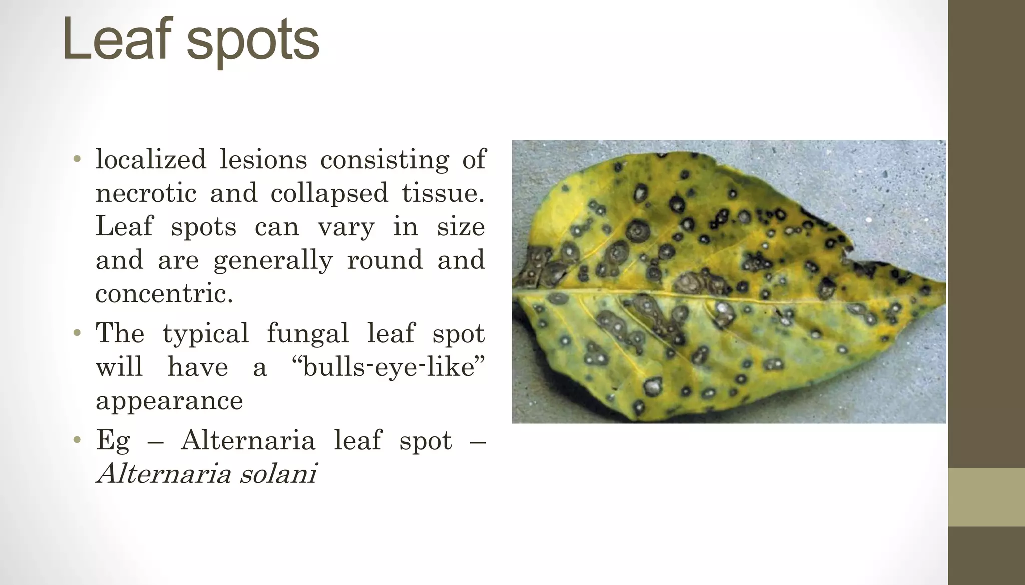 General symptoms of fungal diseases | PPTX