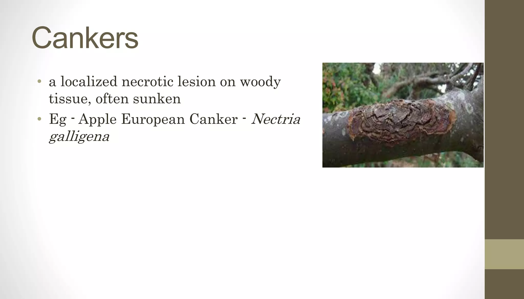 General symptoms of fungal diseases | PPTX