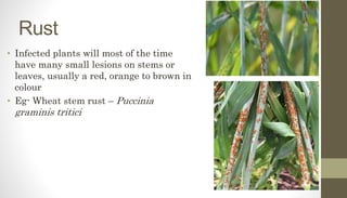 General symptoms of fungal diseases | PPTX