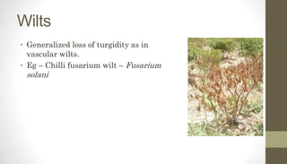 General symptoms of fungal diseases | PPTX