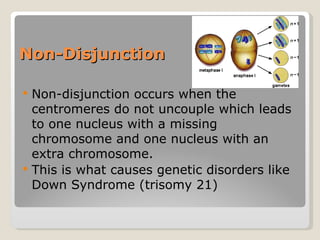 4.2 & 10.1 meiosis | PPT
