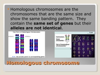 4.2 & 10.1 meiosis | PPT