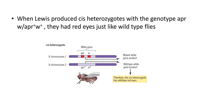 Complementation test | PPT | Genetics | Science