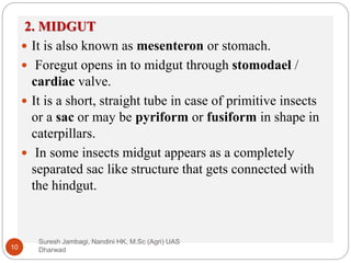 Digestive system in insects | PPTX