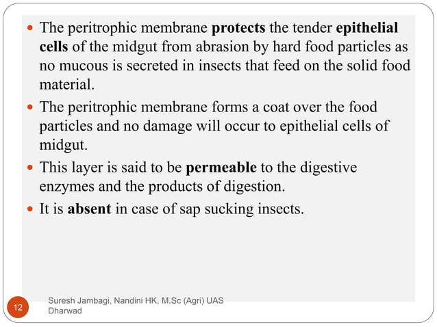 Digestive system in insects | PPTX | Biological Sciences | Science
