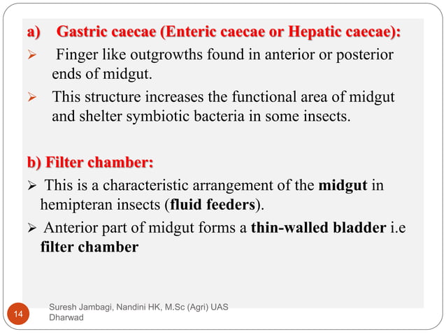 Digestive system in insects | PPTX | Biological Sciences | Science