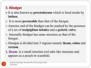 Digestive system in insects | PPTX
