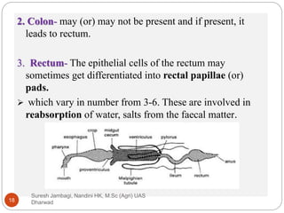 Digestive system in insects | PPTX