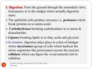 Digestive system in insects | PPTX