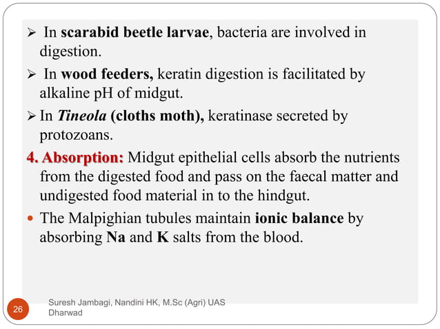 Digestive system in insects | PPTX | Biological Sciences | Science