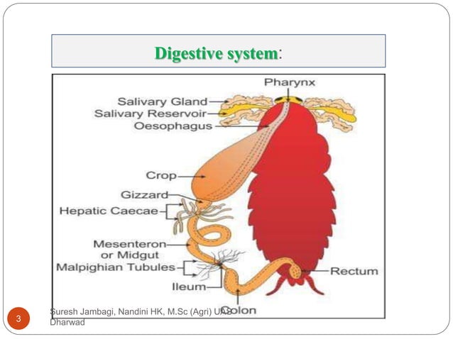 Digestive system in insects | PPTX | Biological Sciences | Science