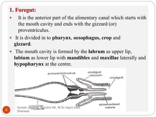 Digestive system in insects | PPTX