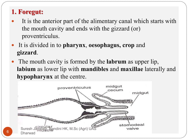 Digestive system in insects | PPTX | Biological Sciences | Science