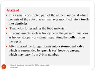 Digestive system in insects | PPTX