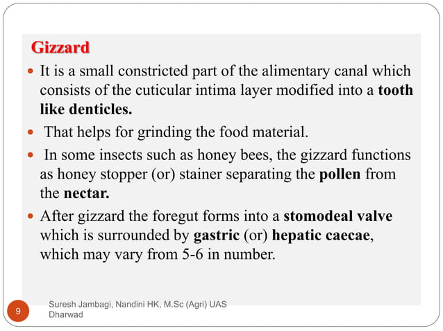 Digestive system in insects | PPTX | Biological Sciences | Science