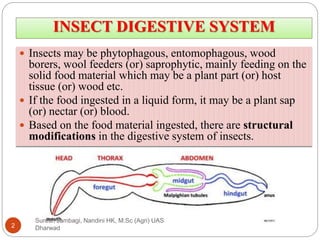 Arthropods Digestive Tract