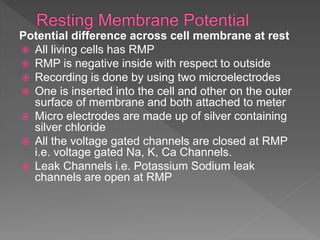 Resting Membrane Potential | PPTX