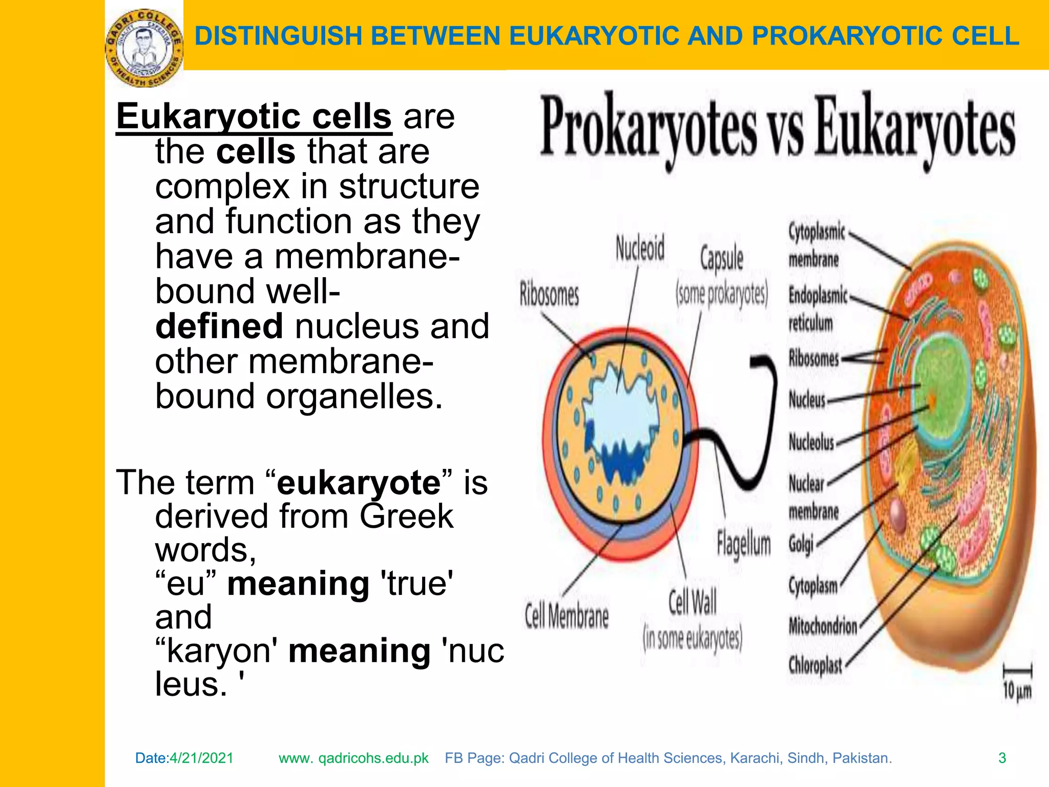 4. distinguish bw eukaryoticand prokaryotic cell. | PPTX