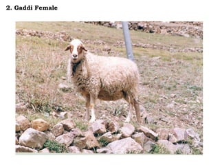 IMPORTANT SHEEP BREEDS IN INDIA | PPTX