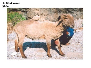 IMPORTANT SHEEP BREEDS IN INDIA | PPTX