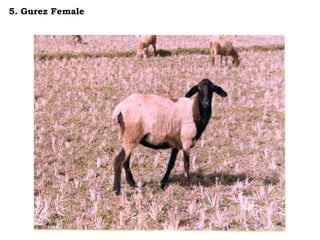 IMPORTANT SHEEP BREEDS IN INDIA | PPTX