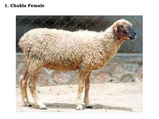 IMPORTANT SHEEP BREEDS IN INDIA | PPTX