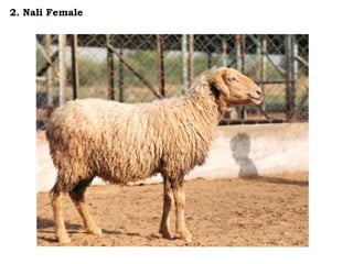 IMPORTANT SHEEP BREEDS IN INDIA | PPTX